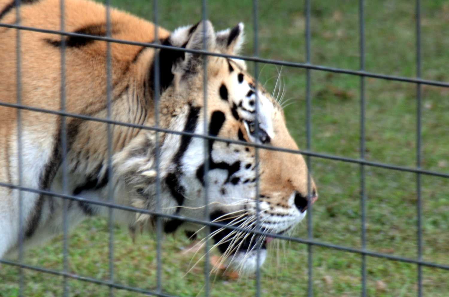 Carson Springs Wildlife Conservation Foundation – Tiger Face Profile ...